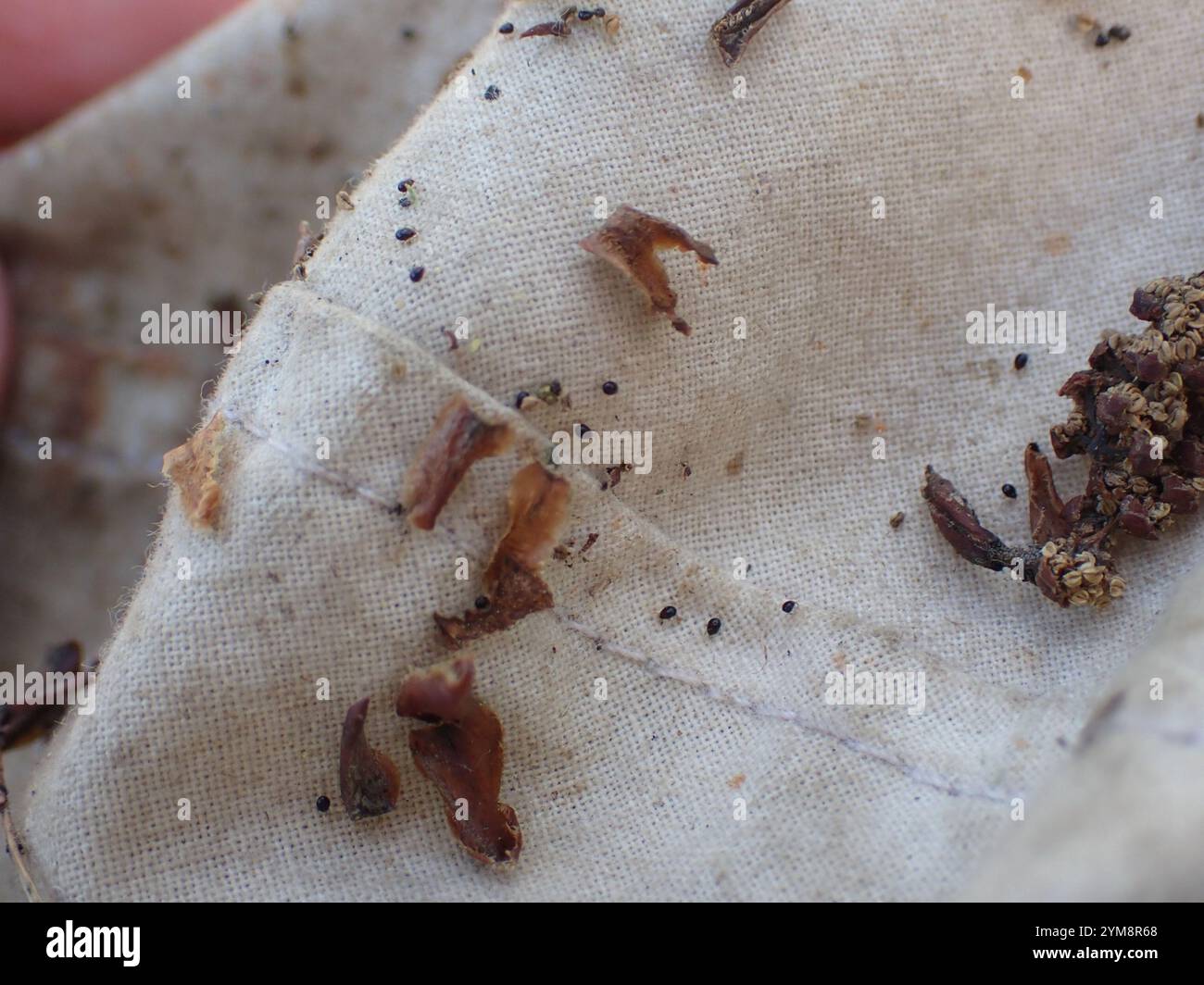 beetle mites (Oribatida Stock Photo - Alamy