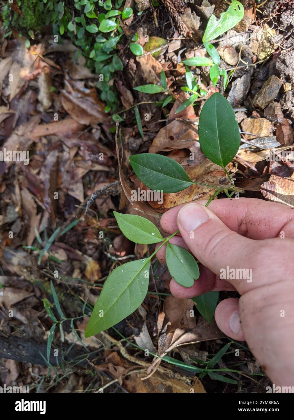 Bower plant hi-res stock photography and images - Alamy