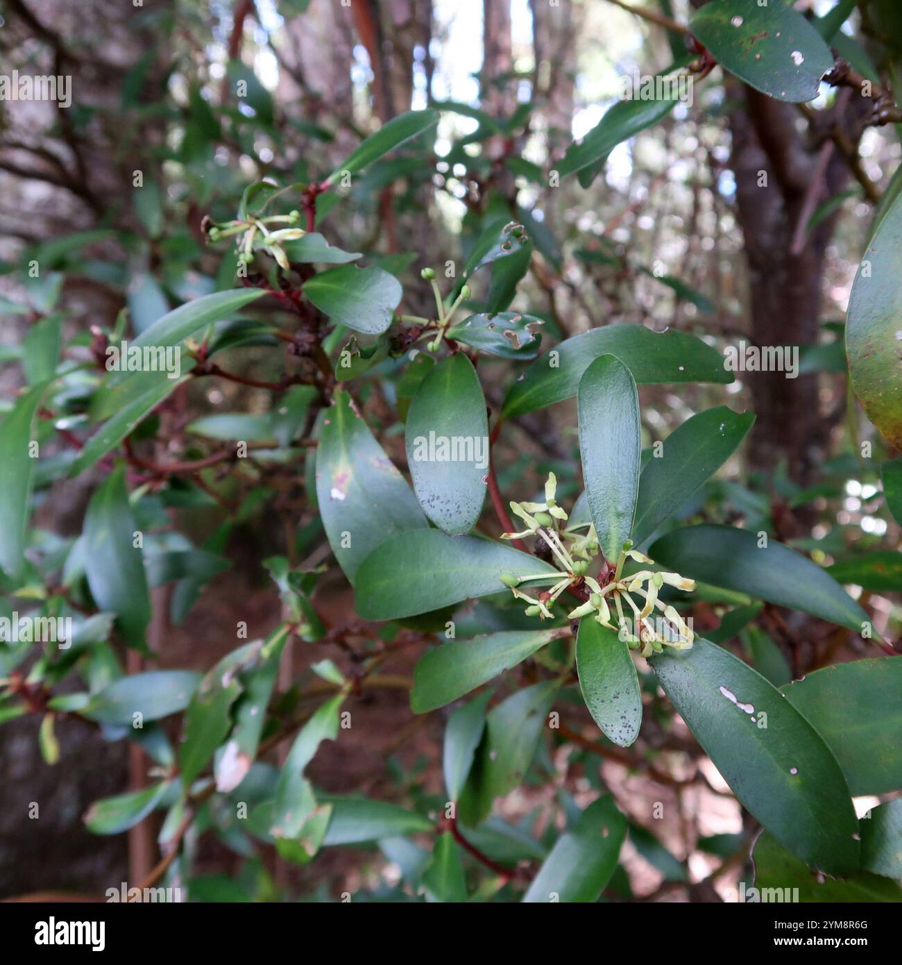Mountain Pepper (Tasmannia lanceolata Stock Photo - Alamy