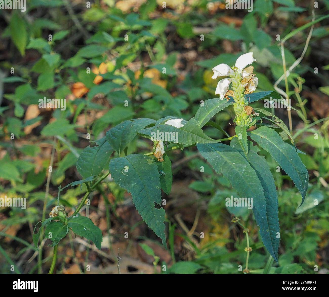white turtlehead (Chelone glabra Stock Photo - Alamy