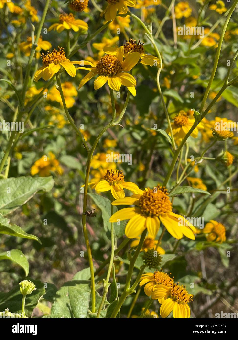 Toothleaf Goldeneye (Viguiera dentata Stock Photo - Alamy