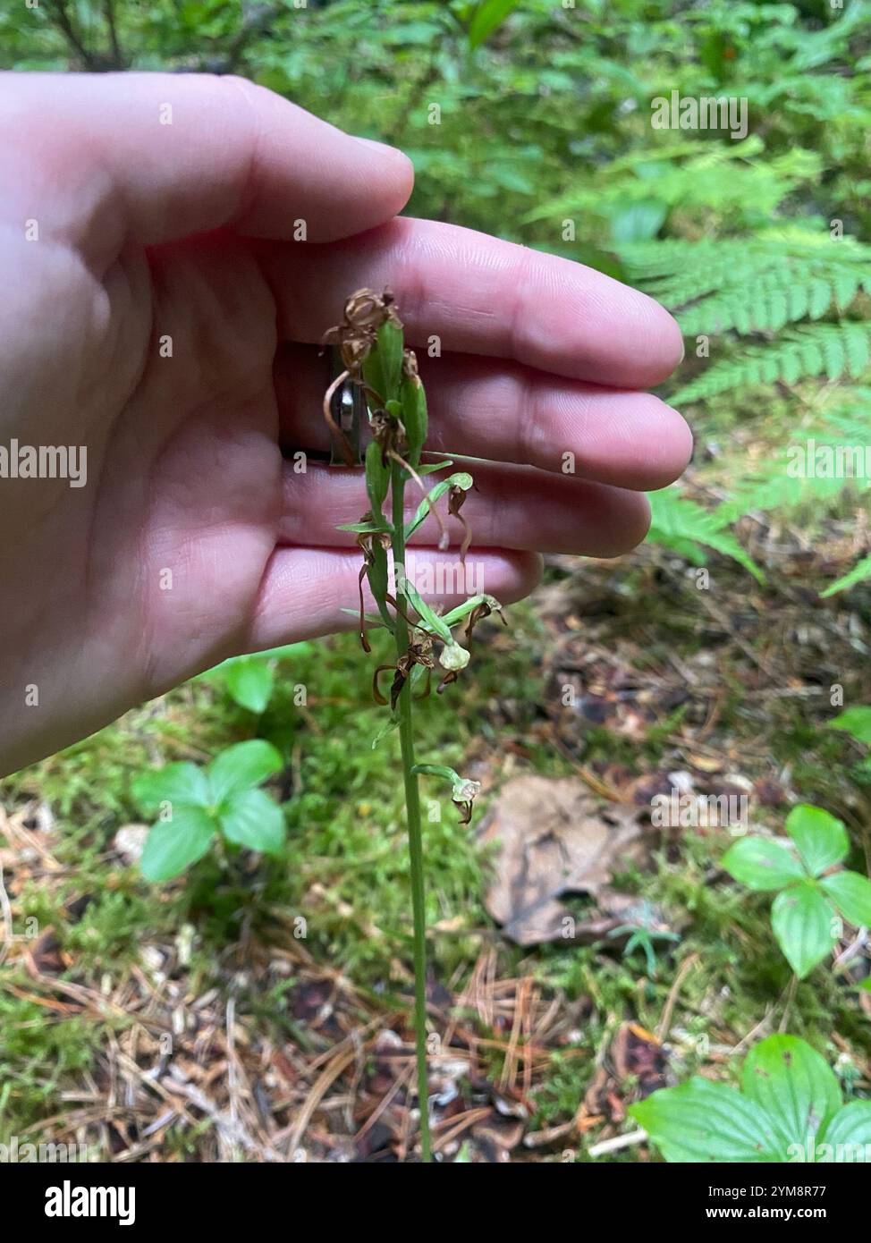 Round-leaved Bog Orchid (Platanthera orbiculata Stock Photo - Alamy