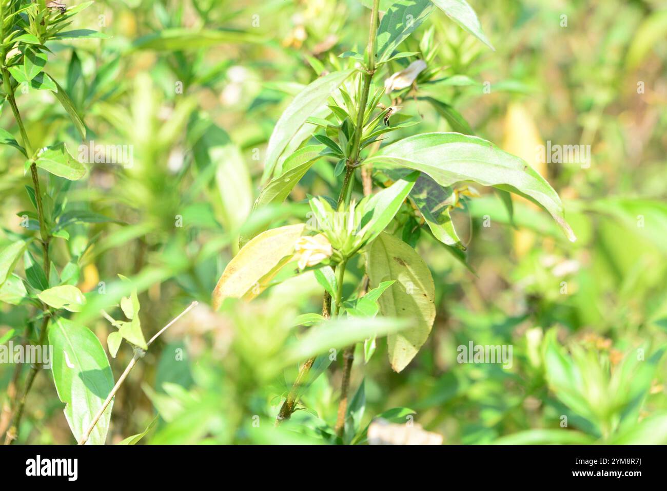 porcupine flower (Barleria prionitis Stock Photo - Alamy