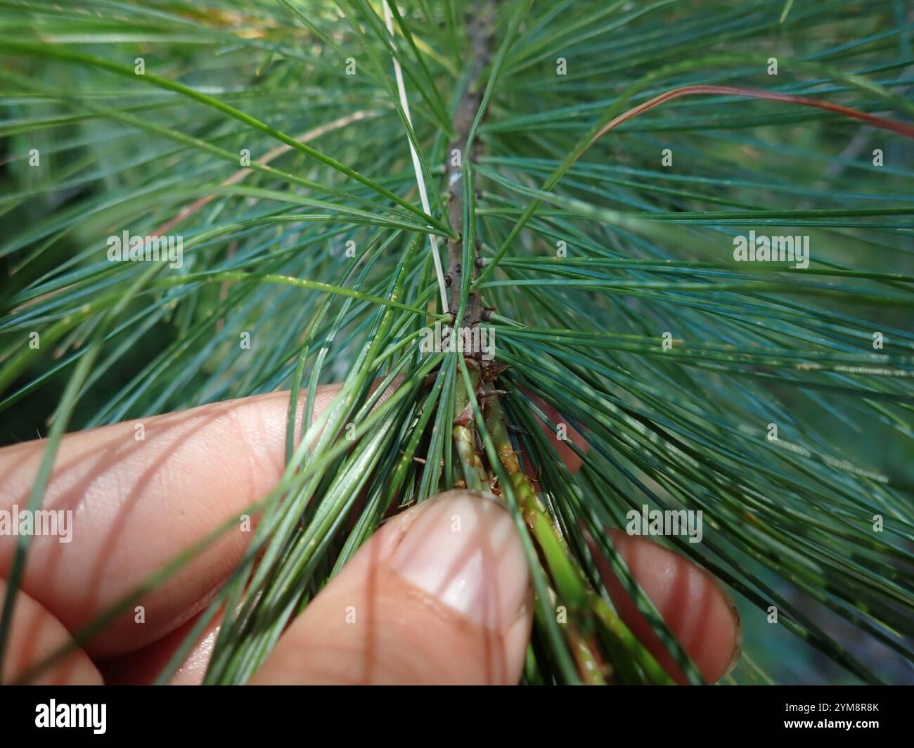 western white pine (Pinus monticola Stock Photo - Alamy