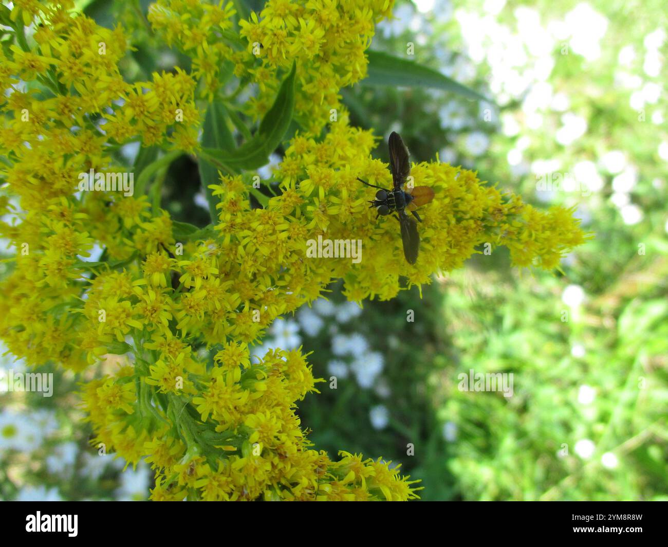 Feather legged fly trichopoda pennipes hi-res stock photography and ...