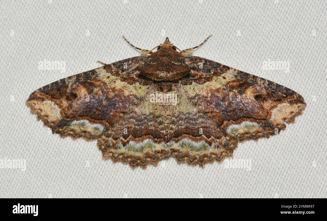 Colorful Zale Moth (Zale minerea Stock Photo - Alamy