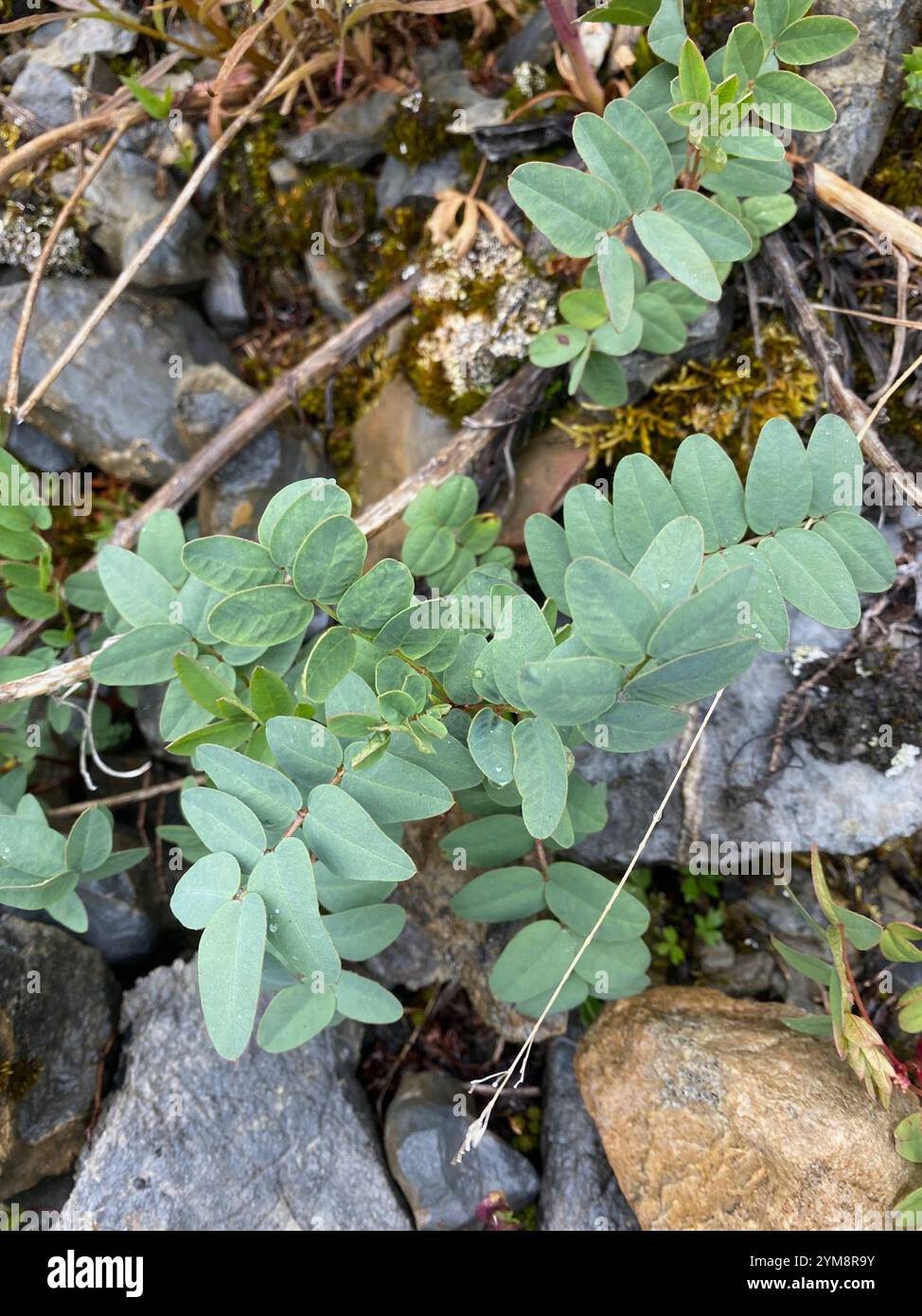 Alpine Sweet-vetch (Hedysarum alpinum Stock Photo - Alamy