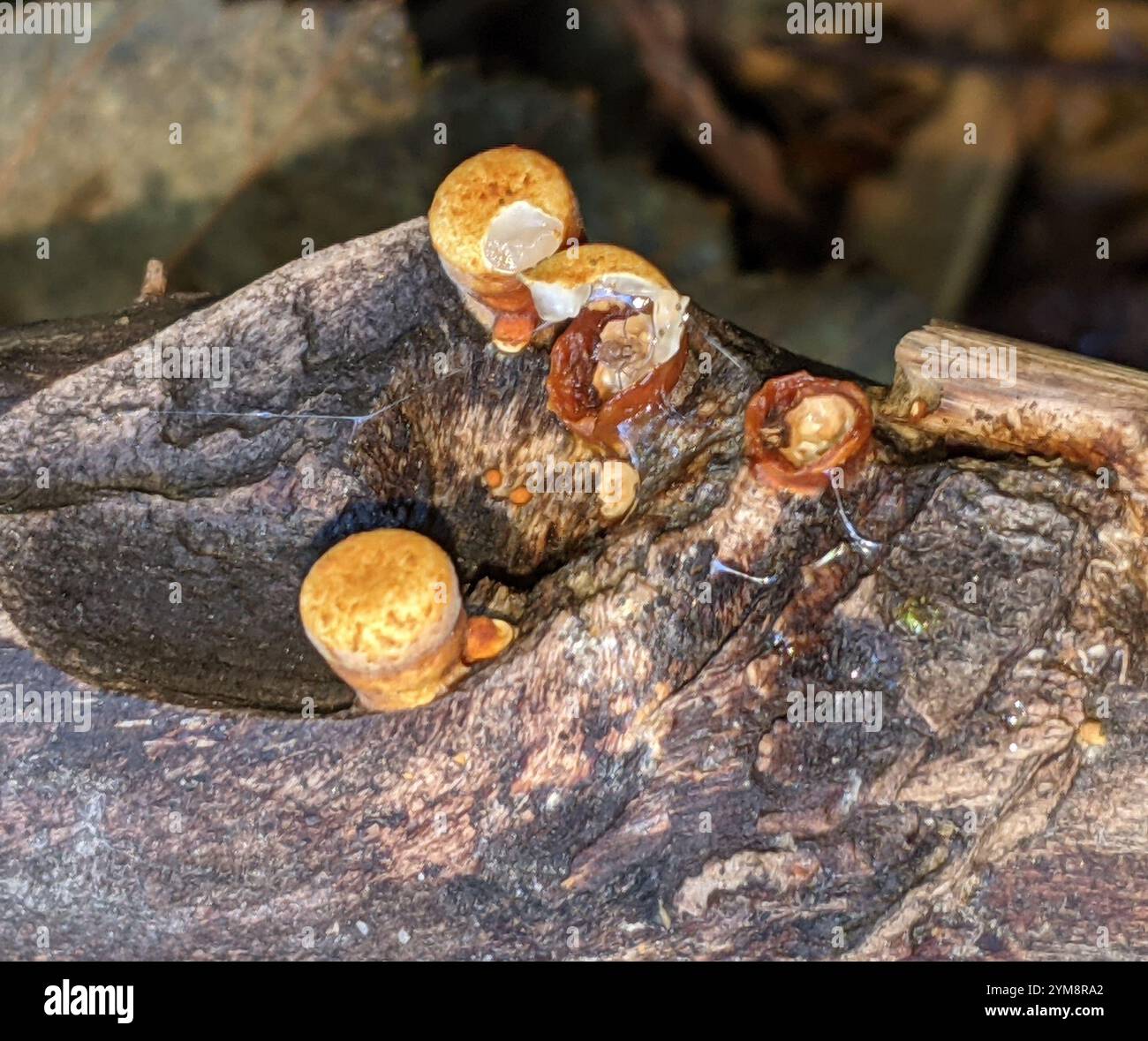 common bird's nest fungus (Crucibulum laeve Stock Photo - Alamy