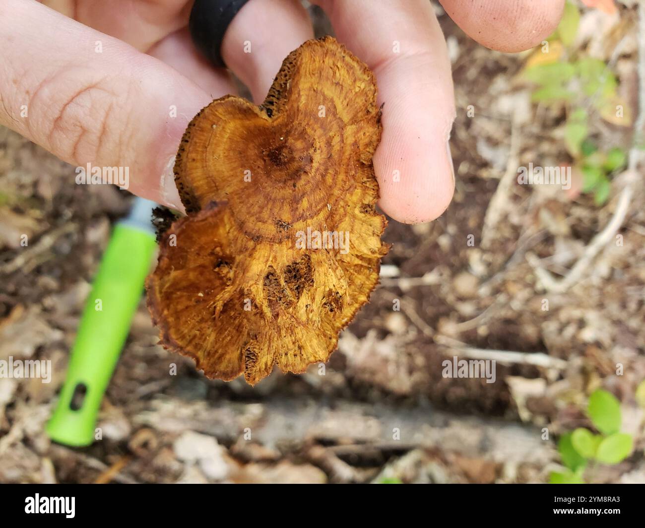 Shiny cinnamon polypore (Coltricia cinnamomea Stock Photo - Alamy