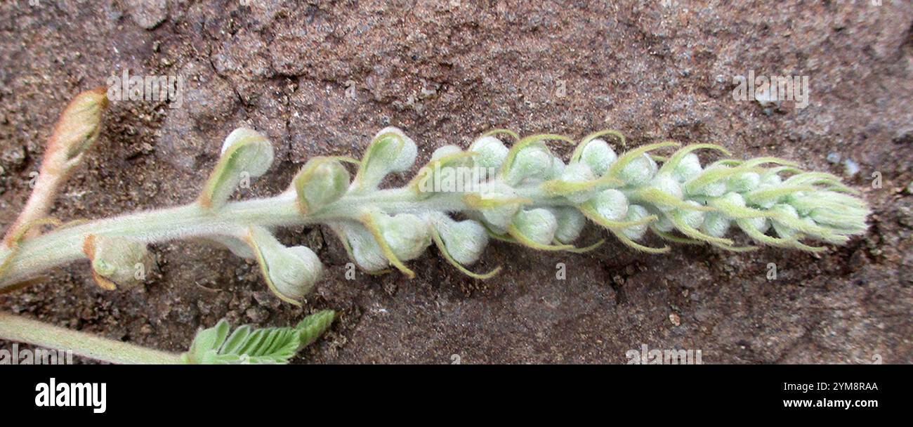 Weeping wattle (Peltophorum africanum Stock Photo - Alamy