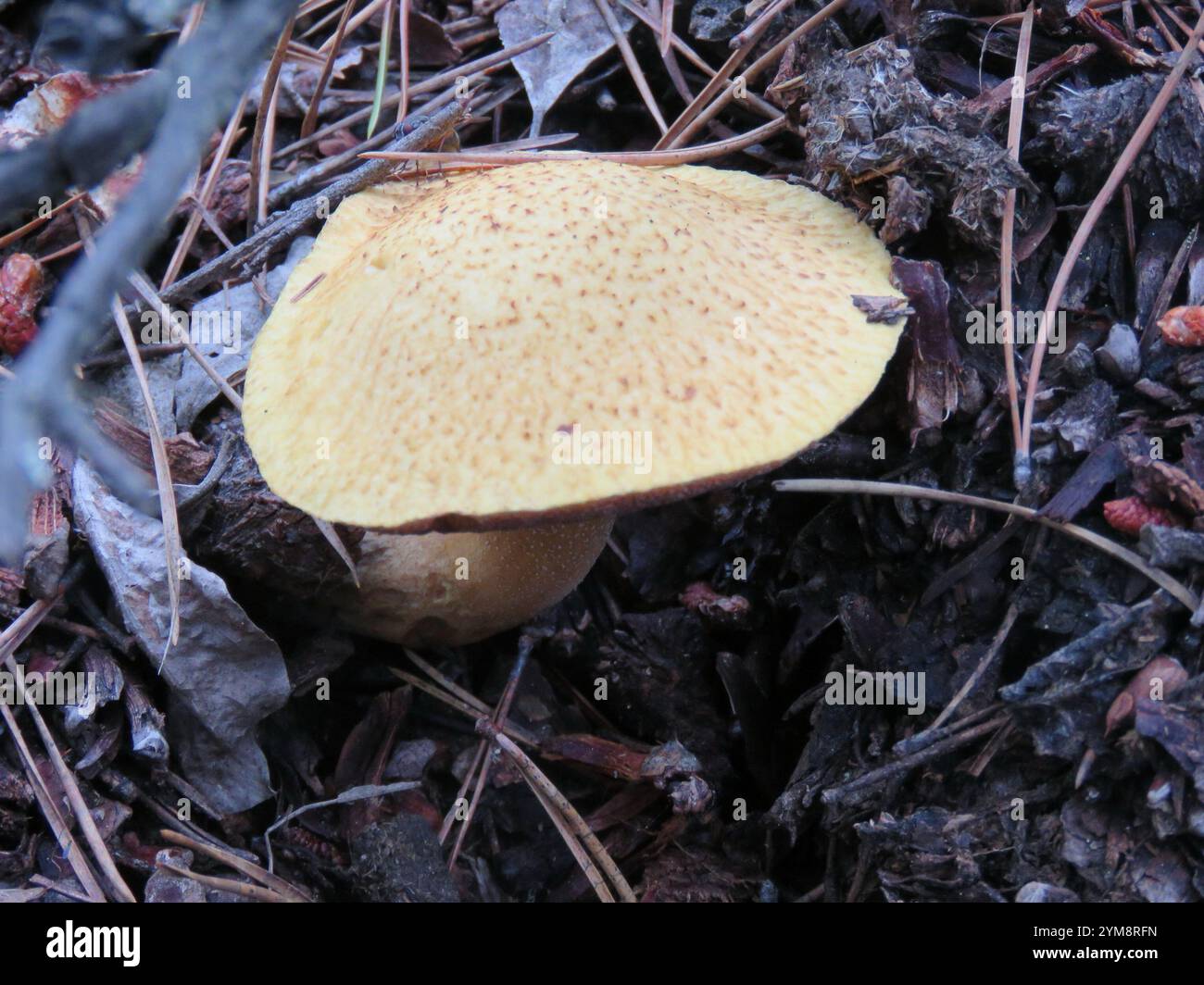 Blue-staining Slippery Jack (Suillus tomentosus Stock Photo - Alamy