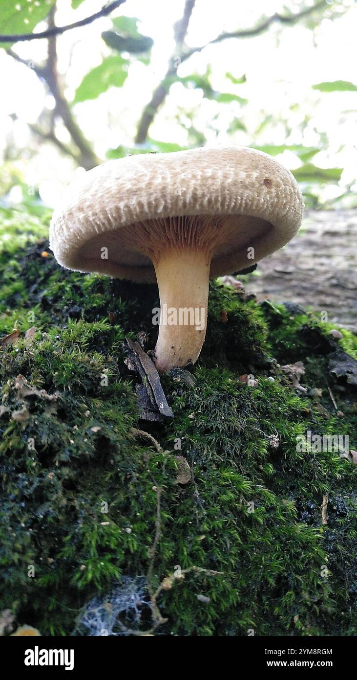 Brown Roll-Rim (Paxillus involutus Stock Photo - Alamy