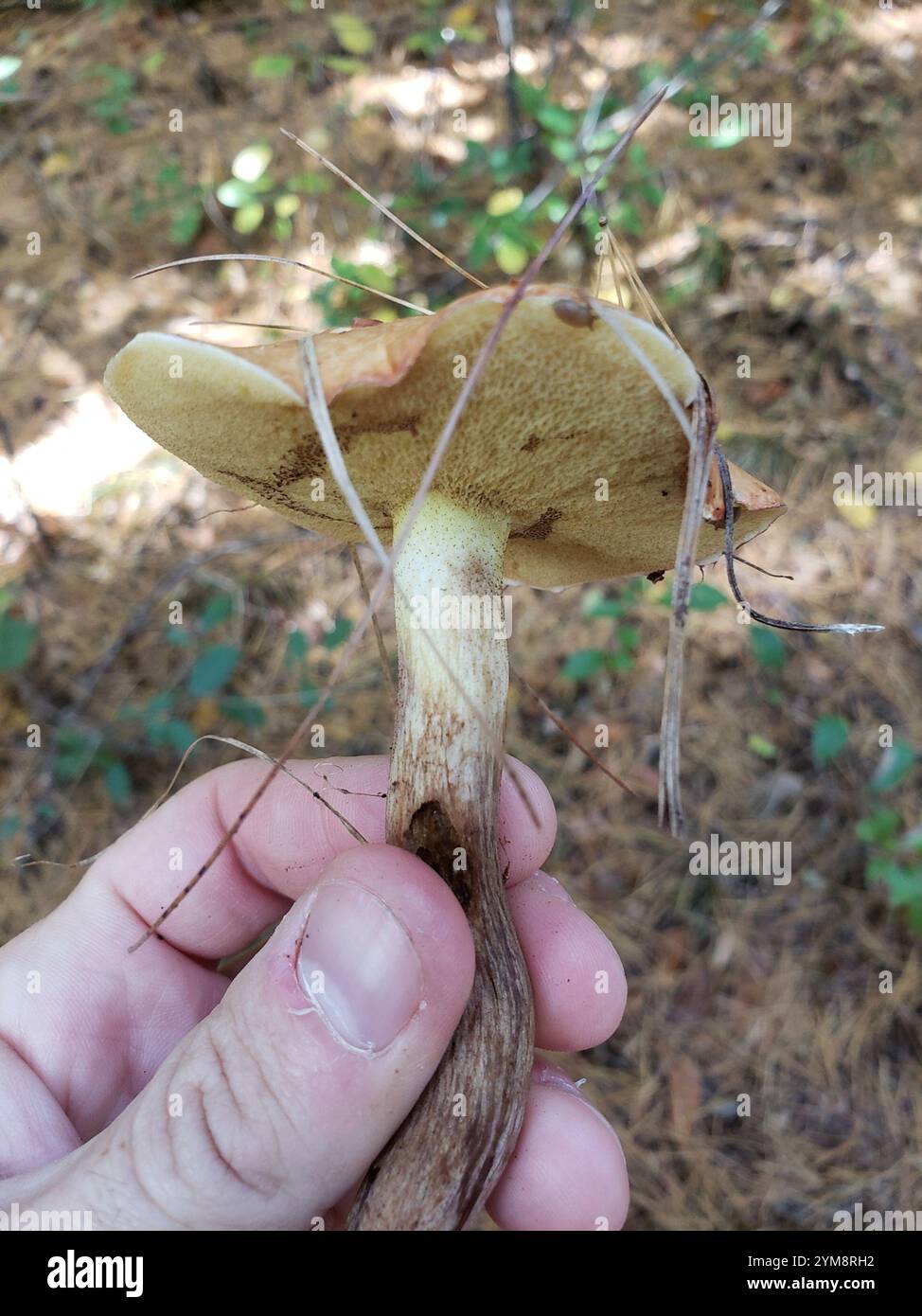 Butterball (Suillus weaverae Stock Photo - Alamy