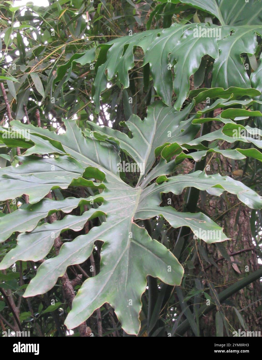 Tree Philodendron (Thaumatophyllum bipinnatifidum Stock Photo - Alamy