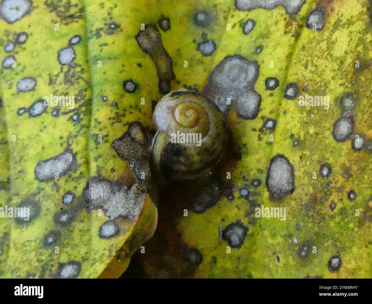 Garden Snail (Cornu aspersum Stock Photo - Alamy