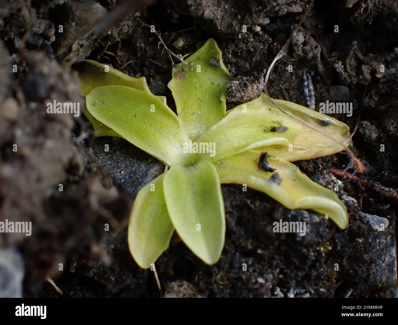 Common Butterwort (Pinguicula vulgaris Stock Photo - Alamy