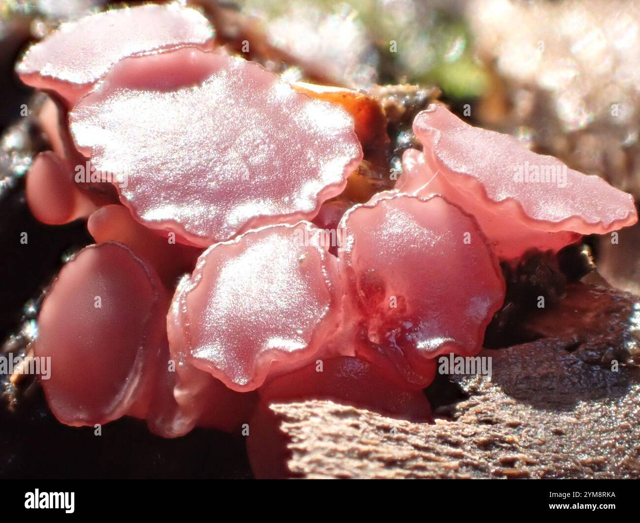Purple Jellydisc (Ascocoryne sarcoides Stock Photo - Alamy