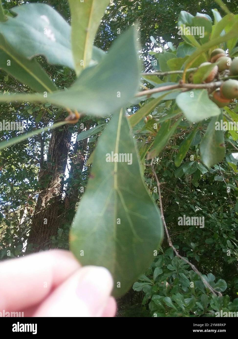 water oak (Quercus nigra Stock Photo - Alamy