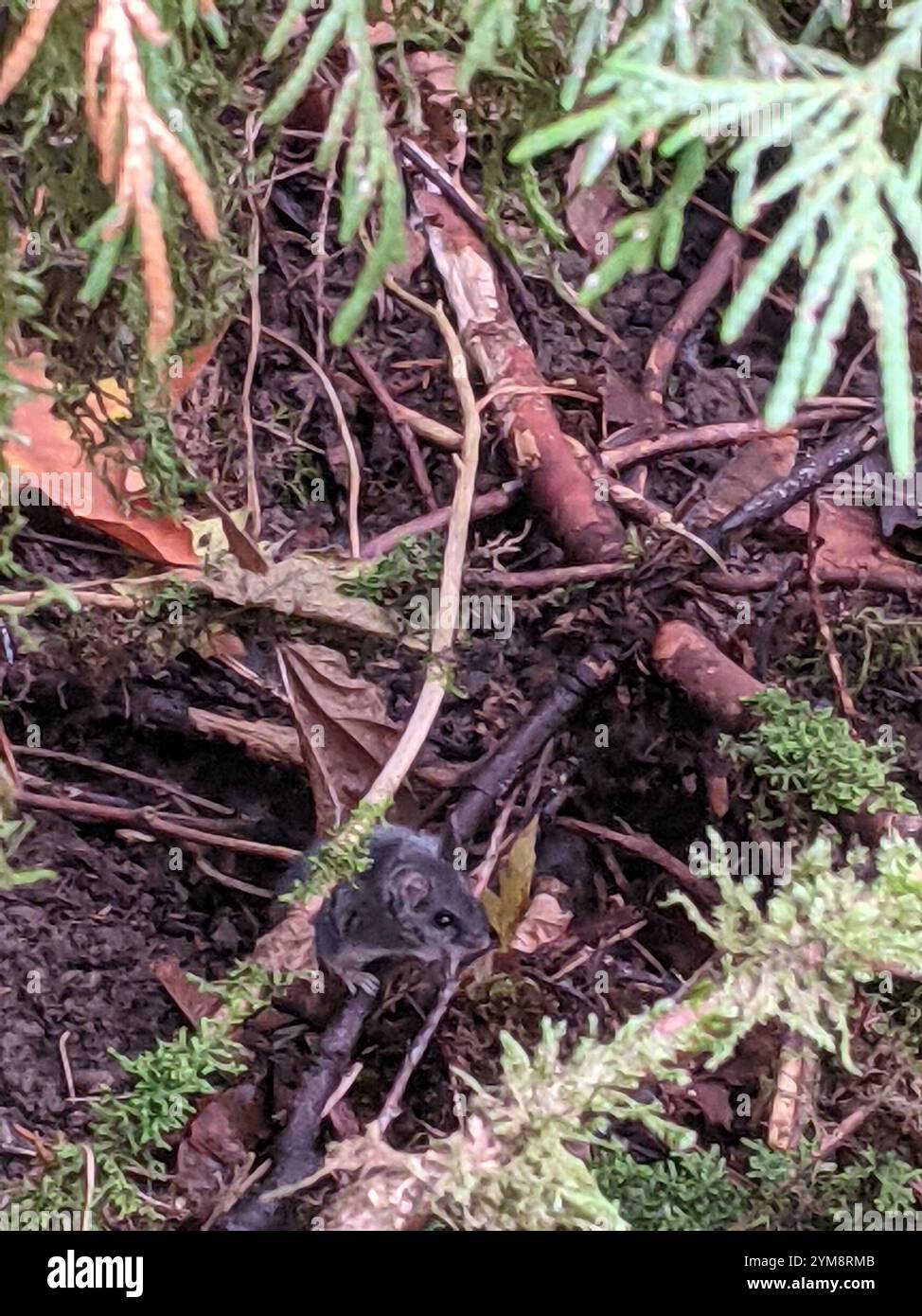 Western Deer Mouse (Peromyscus sonoriensis Stock Photo - Alamy