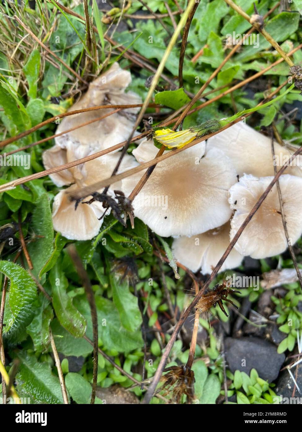 Pale Brittlestem (Candolleomyces candolleanus Stock Photo - Alamy