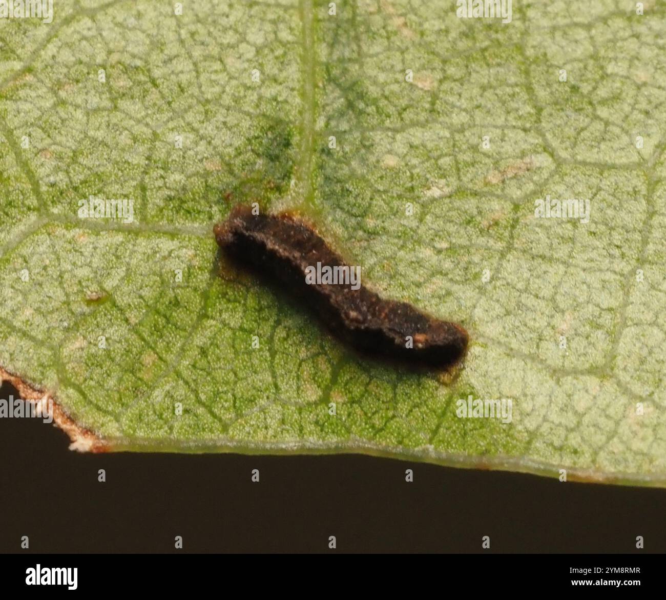 Contarinia hi-res stock photography and images - Alamy