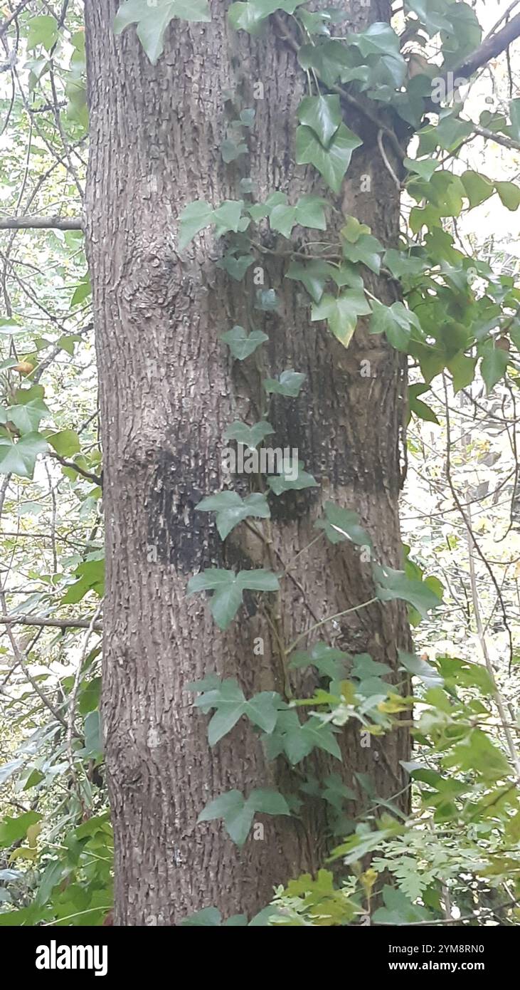 Oregon Ash (Fraxinus latifolia Stock Photo - Alamy