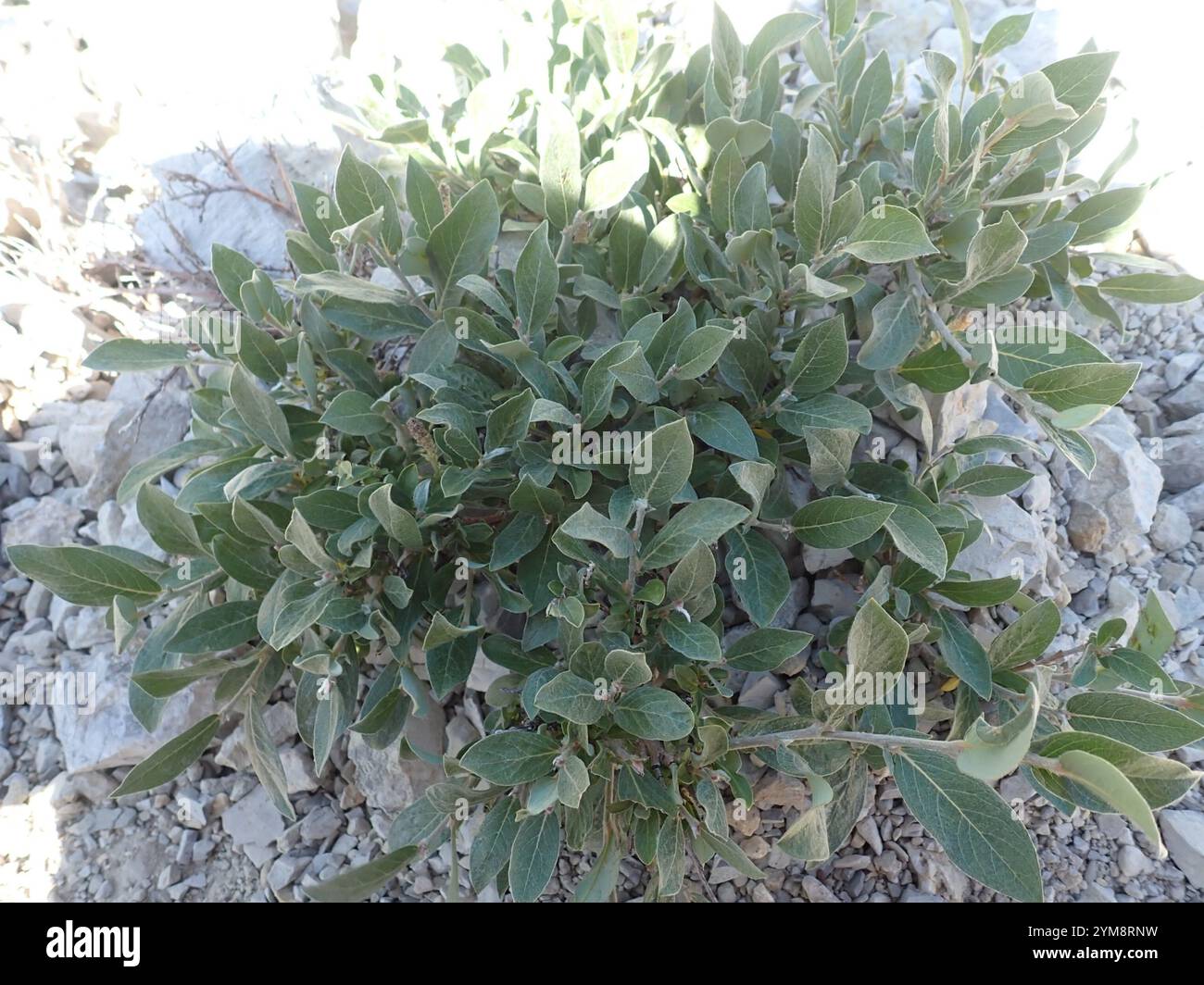 Alaska willow (Salix alaxensis Stock Photo - Alamy