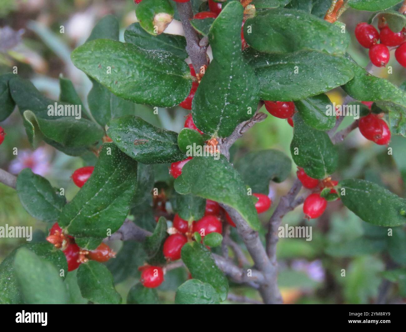 Canadian buffalo-berry (Shepherdia canadensis Stock Photo - Alamy