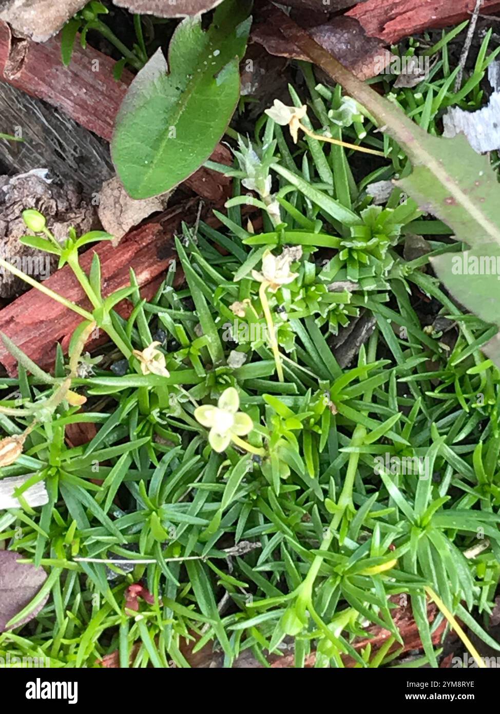 Procumbent Pearlwort (Sagina procumbens Stock Photo - Alamy