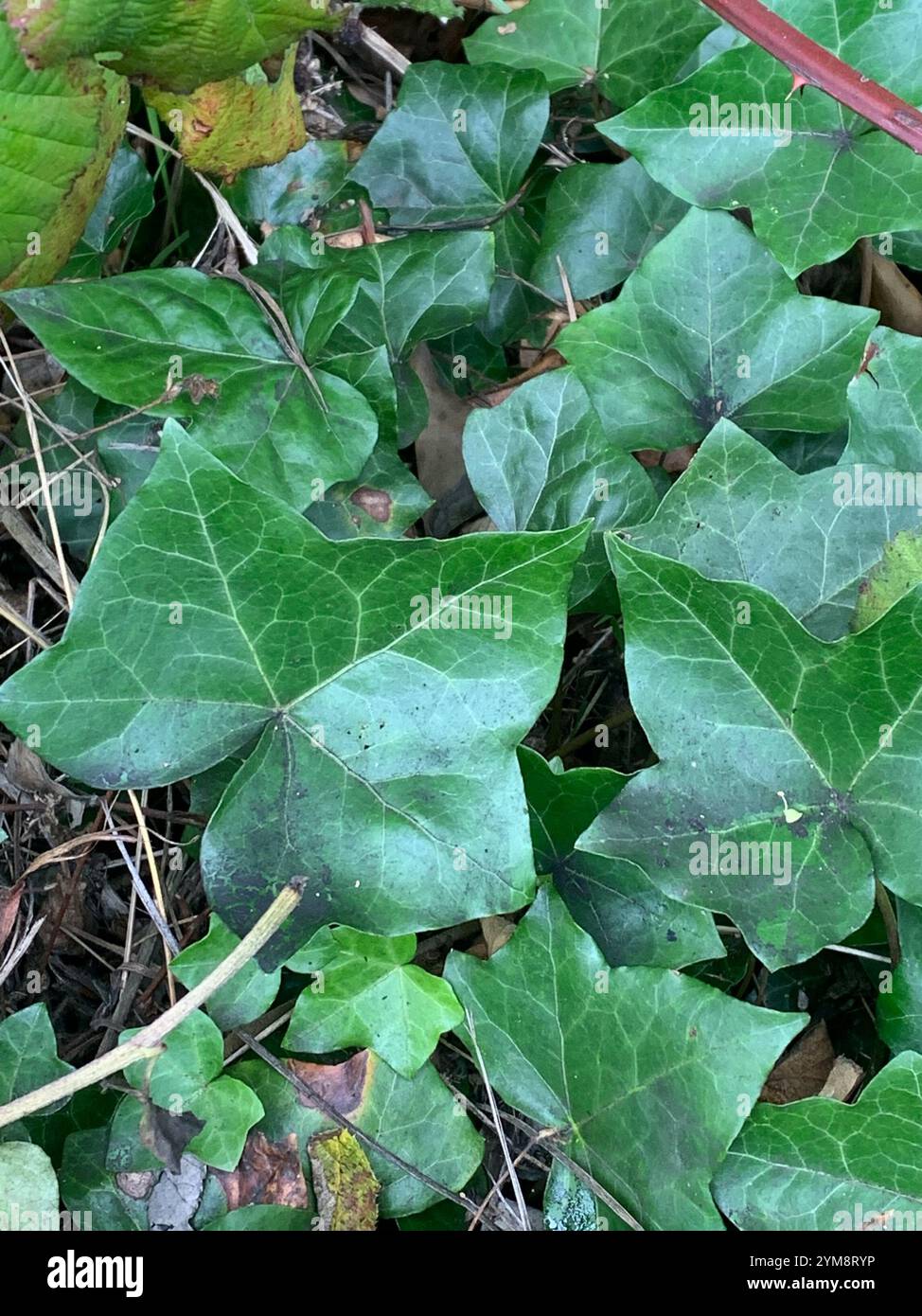 Atlantic Ivy (Hedera hibernica Stock Photo - Alamy