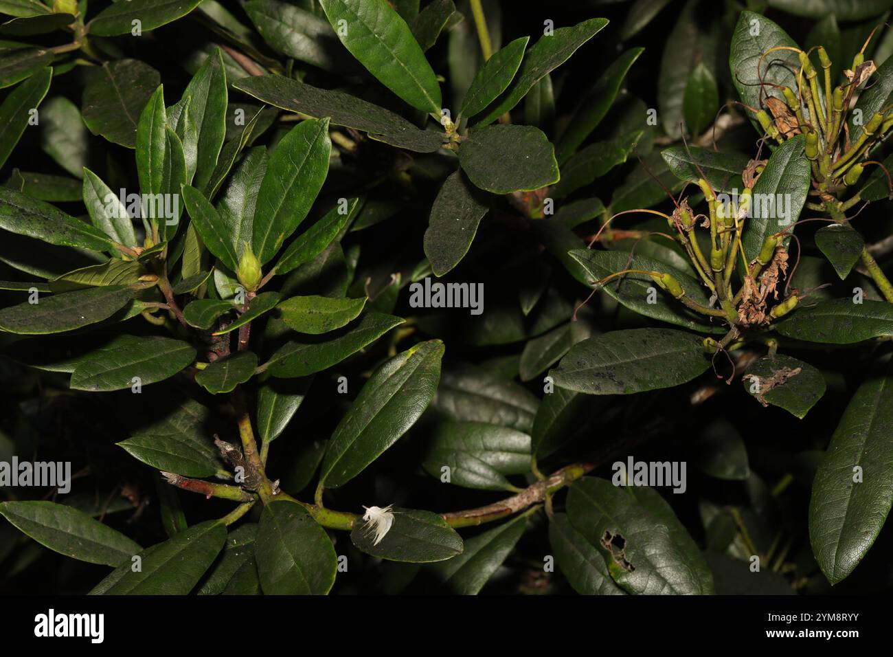 Common Rhododendron (Rhododendron ponticum Stock Photo - Alamy