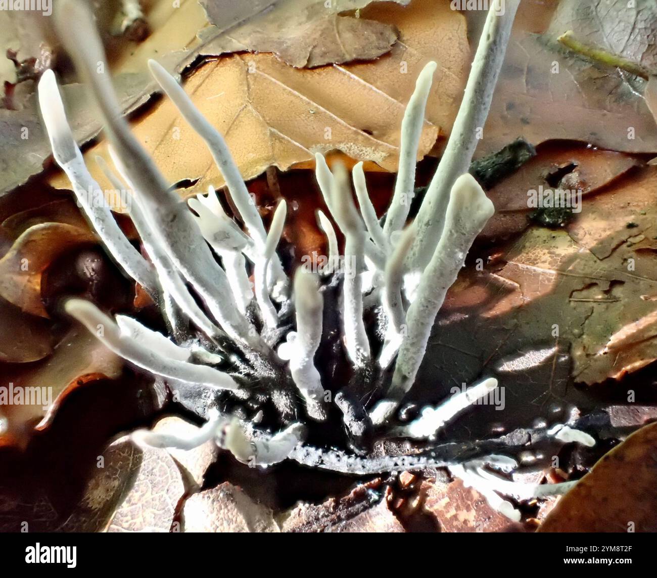 Candlesnuff Fungus (Xylaria hypoxylon Stock Photo - Alamy