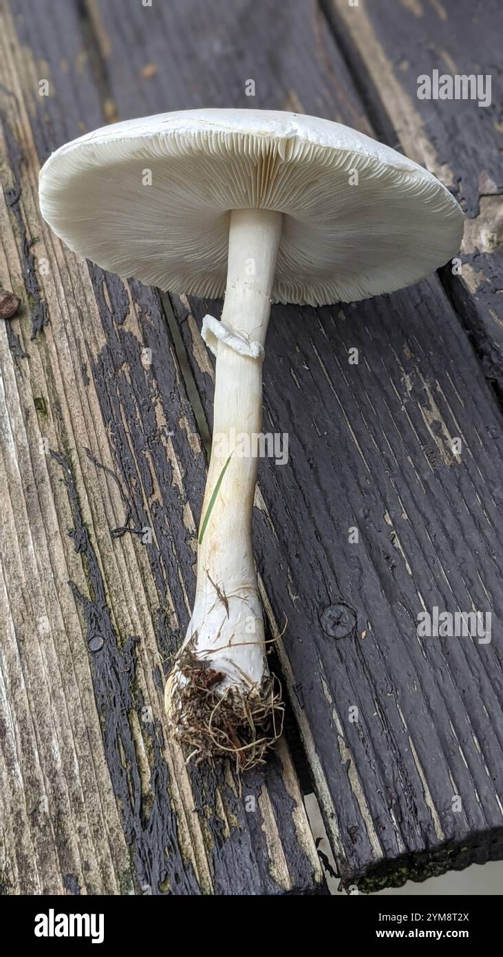 White Dapperling (Leucoagaricus leucothites Stock Photo - Alamy