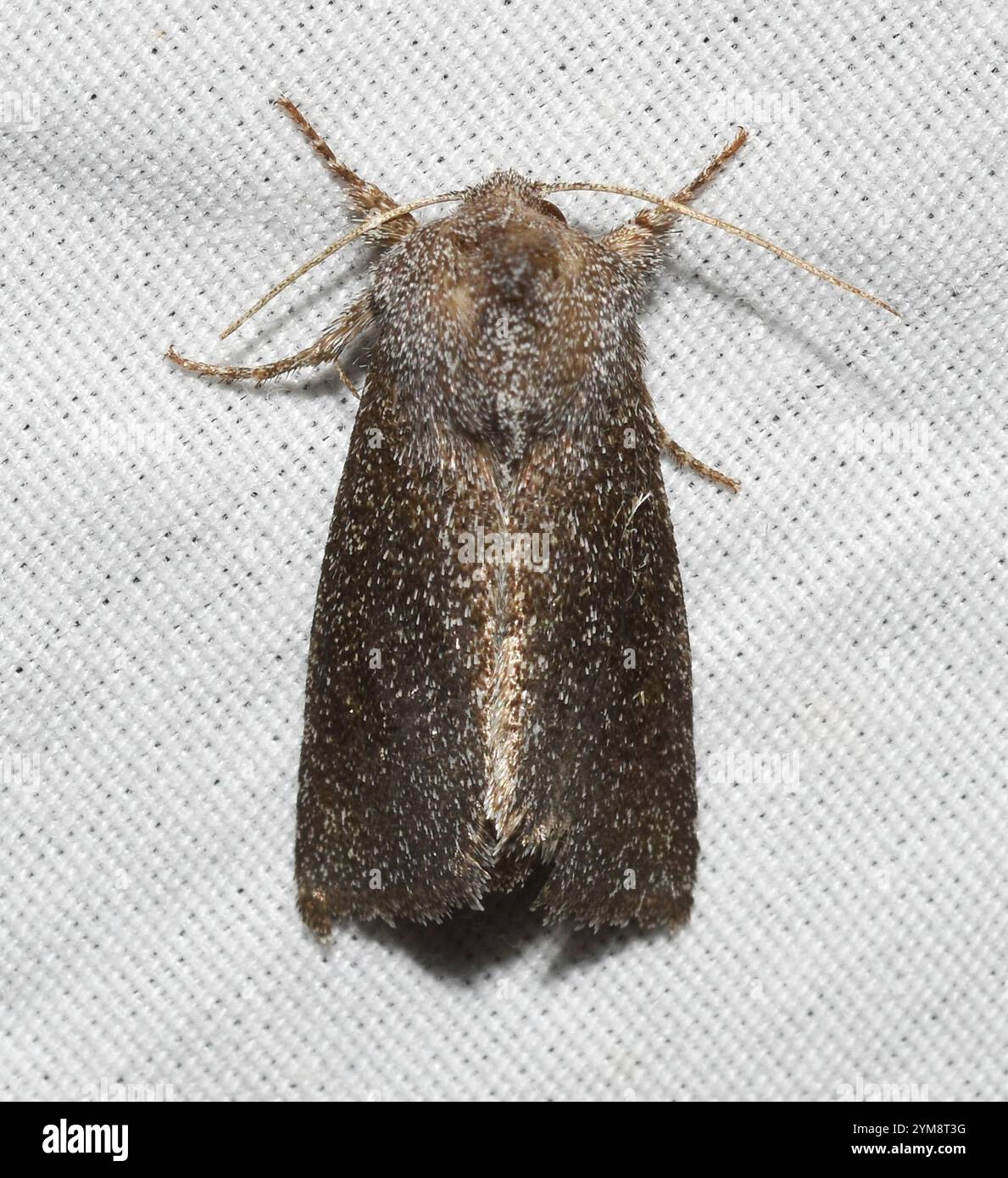 Sunflower Borer Moth (Papaipema necopina Stock Photo - Alamy