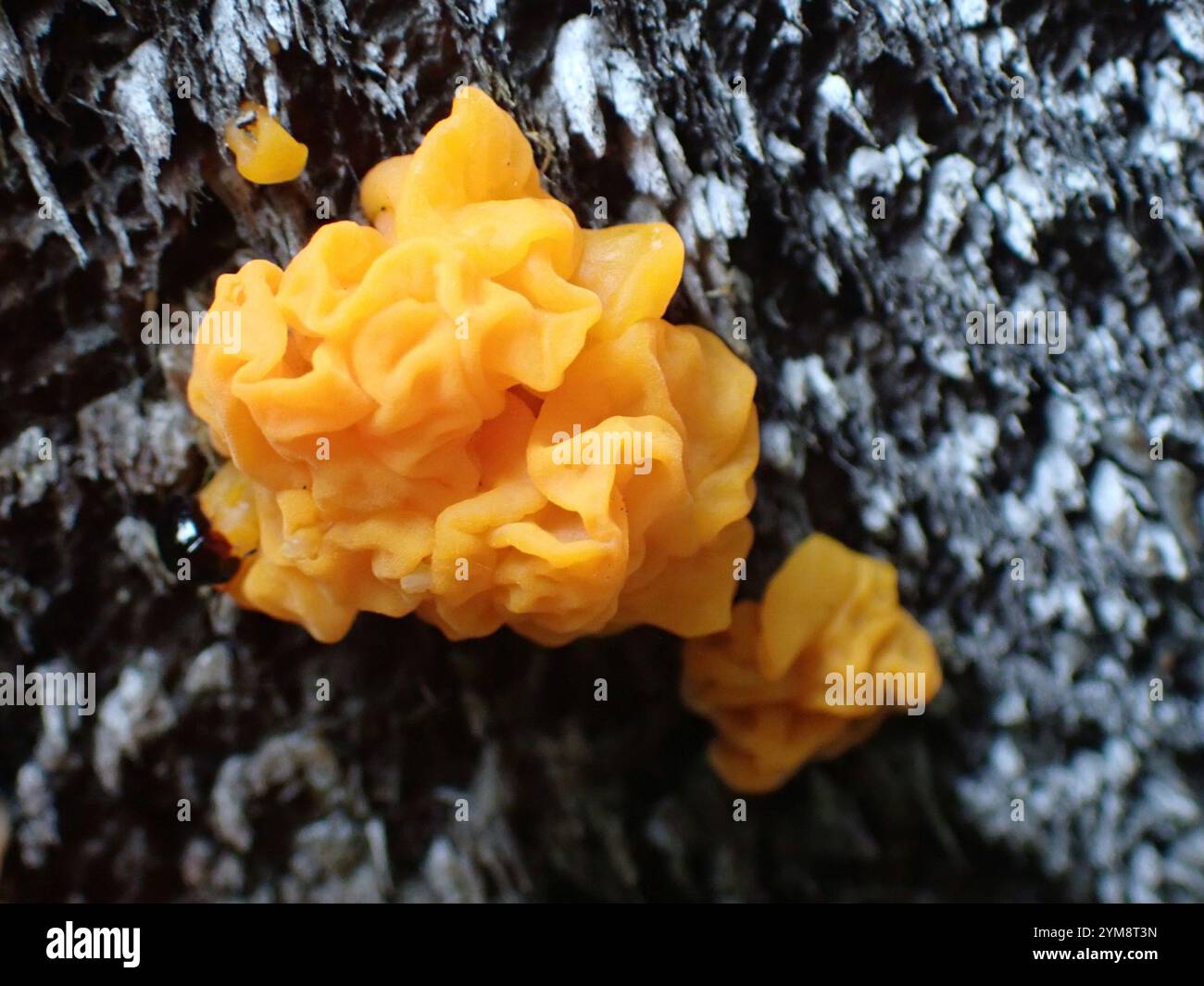 witch's butter (Tremella mesenterica Stock Photo - Alamy