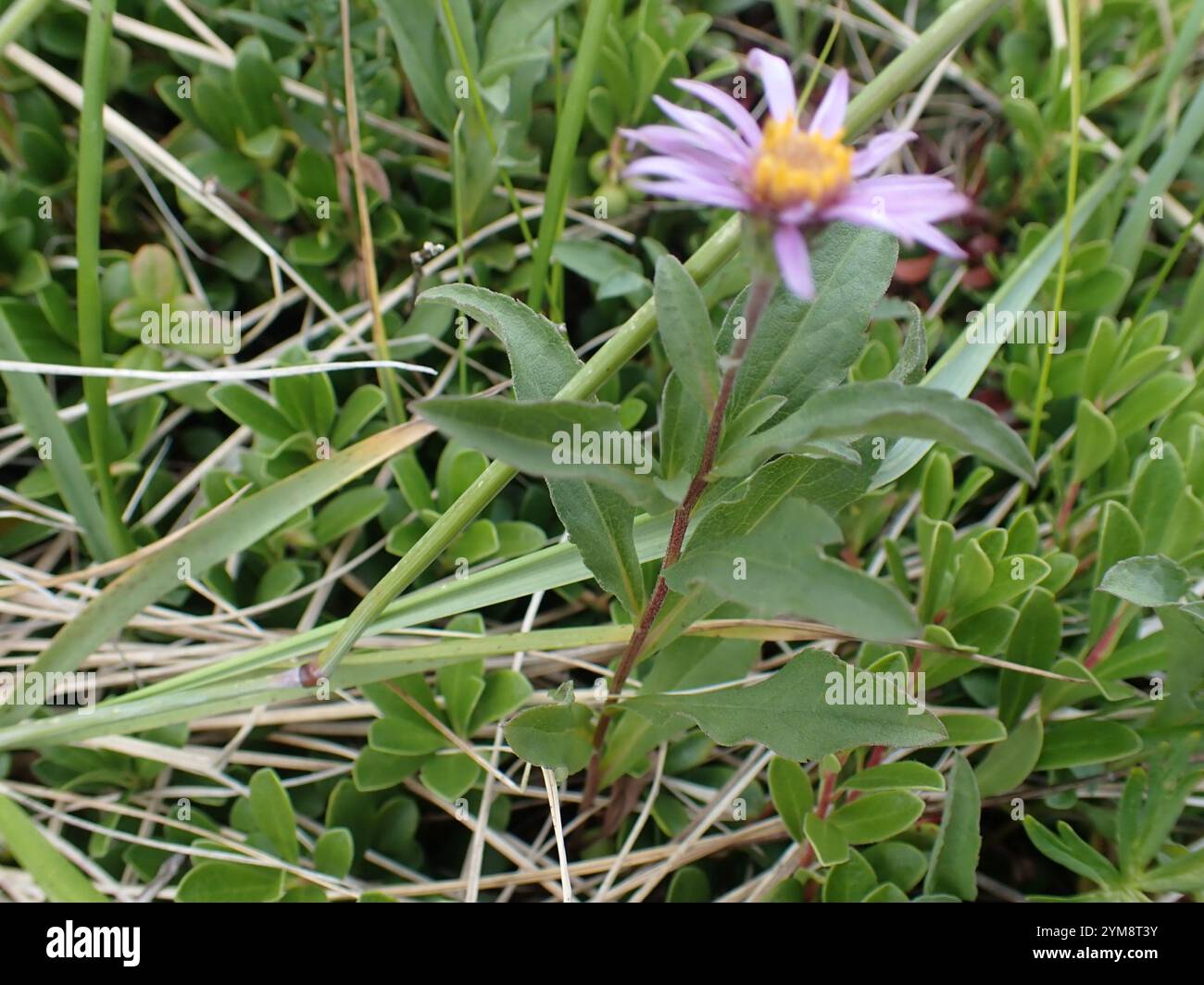 wood asters (Eurybia Stock Photo - Alamy