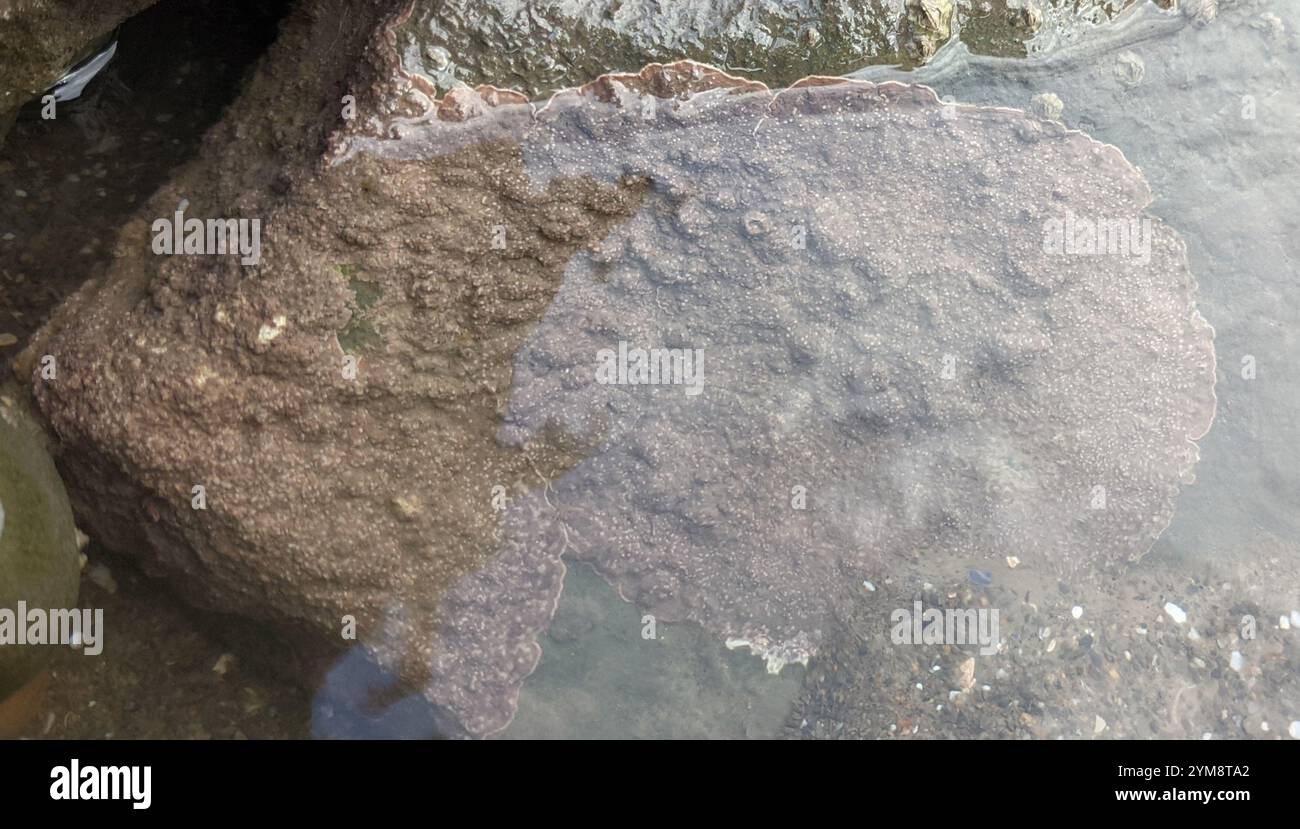 Crustose coralline algae (Lithothamnion Stock Photo - Alamy