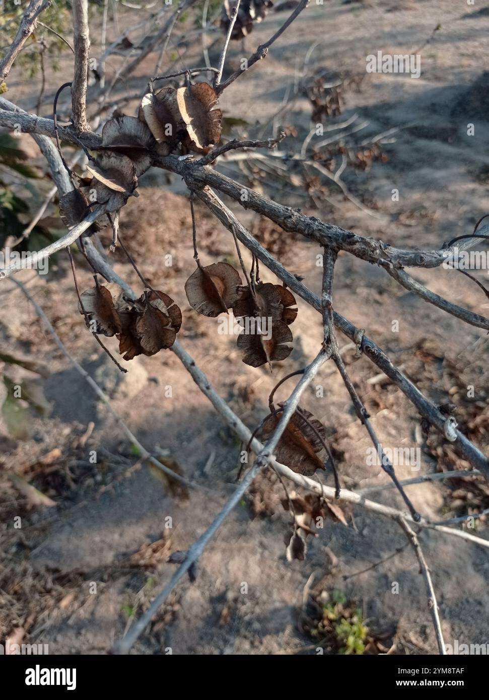 Family combretaceae hi-res stock photography and images - Alamy