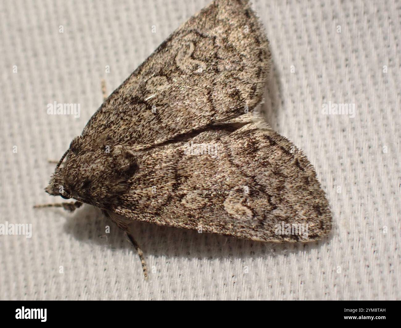 Cutworm Moths and Allies (Noctuidae Stock Photo - Alamy