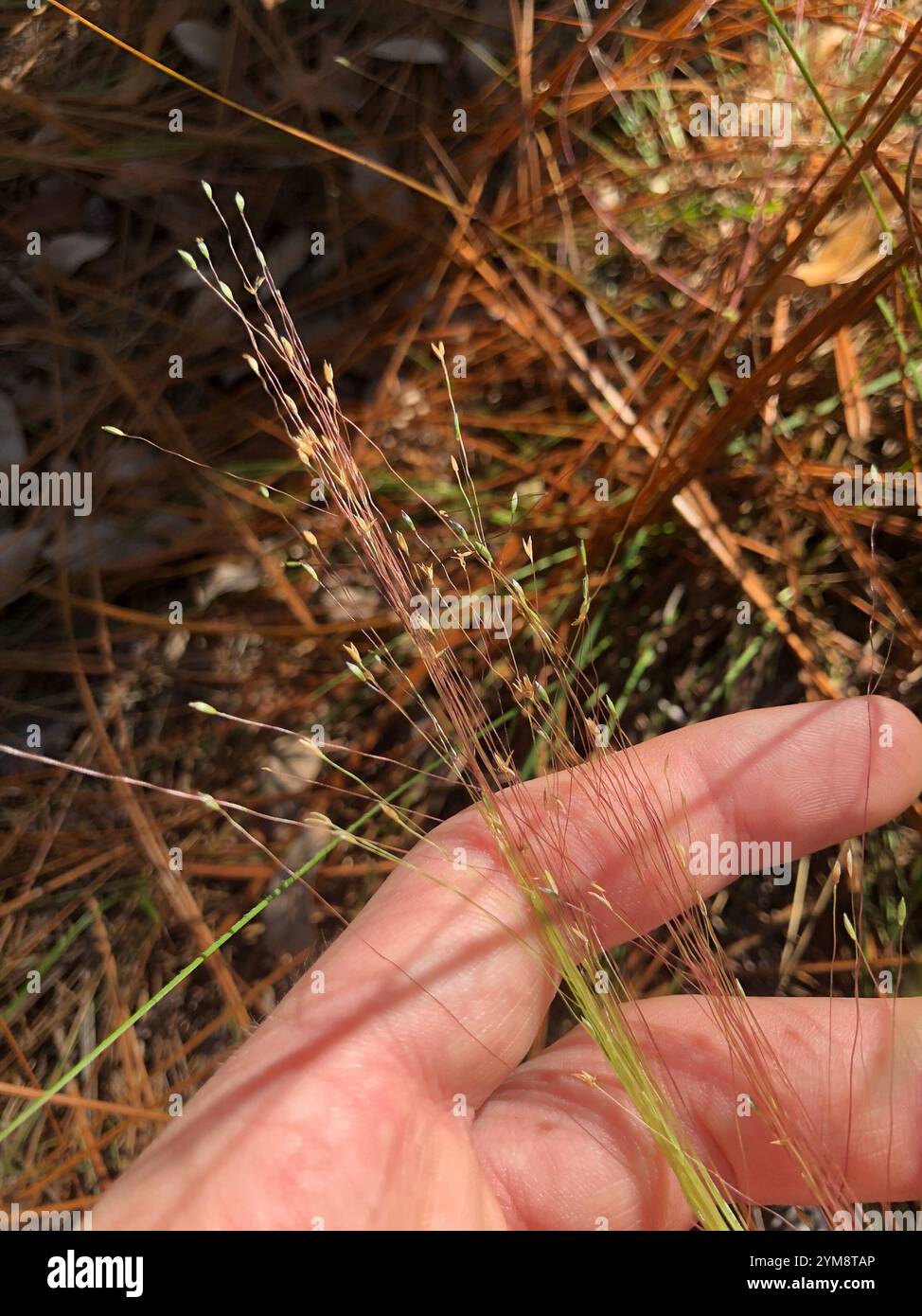 Fall Witchgrass (Digitaria cognata Stock Photo - Alamy