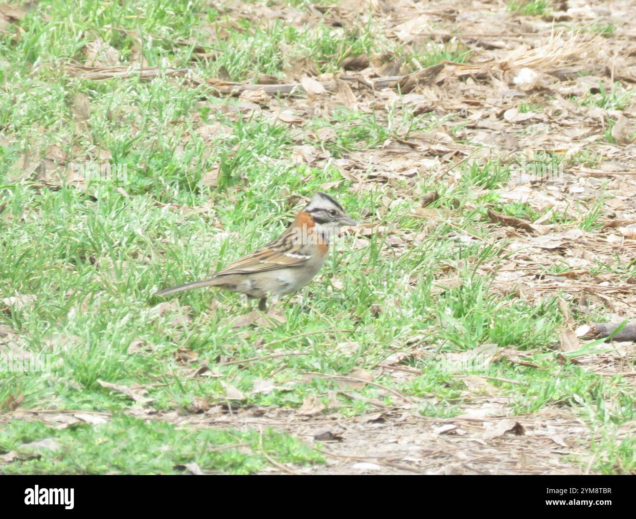 Rufous-collared Sparrow (Zonotrichia capensis Stock Photo - Alamy