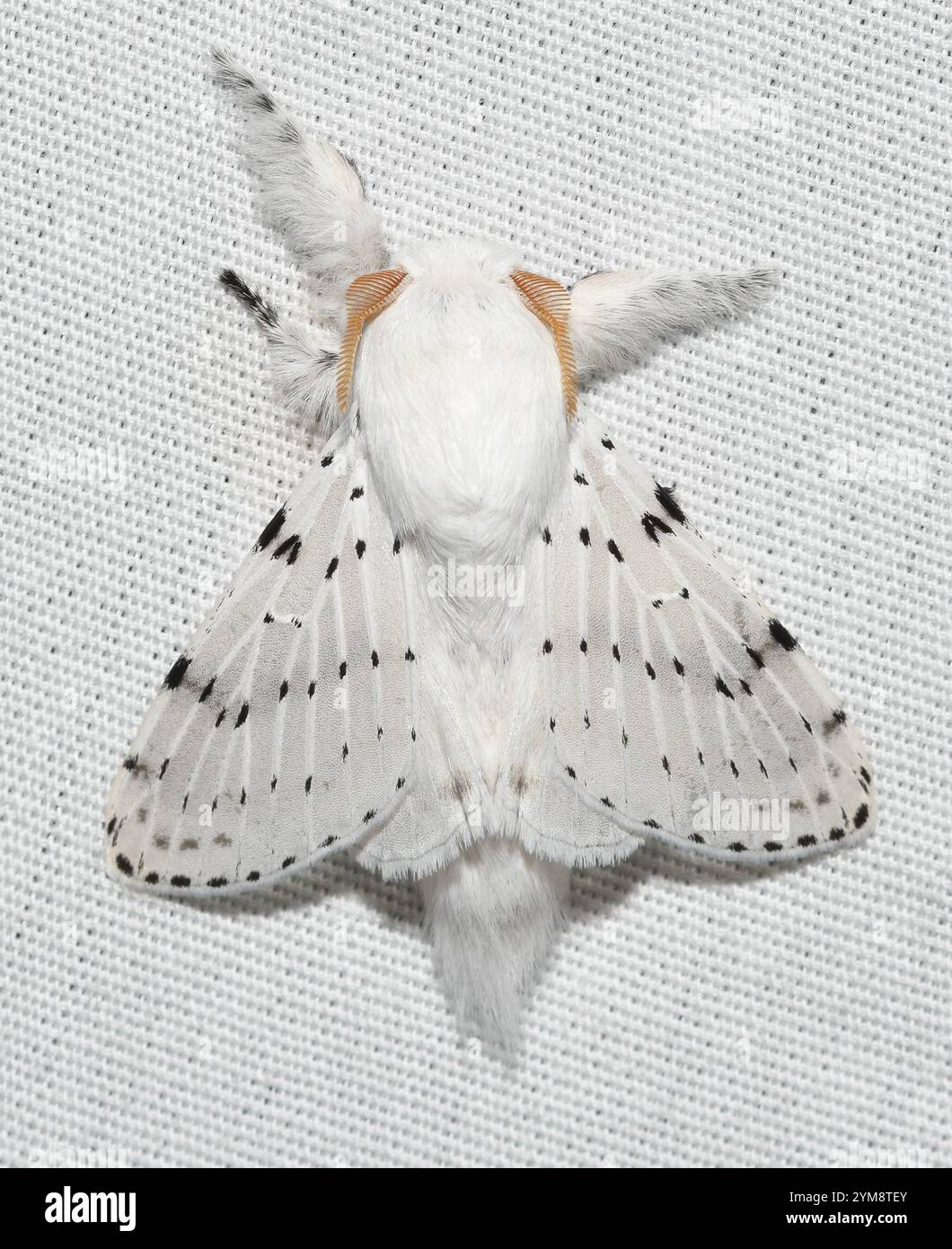 Dot-lined White (Artace cribrarius Stock Photo - Alamy