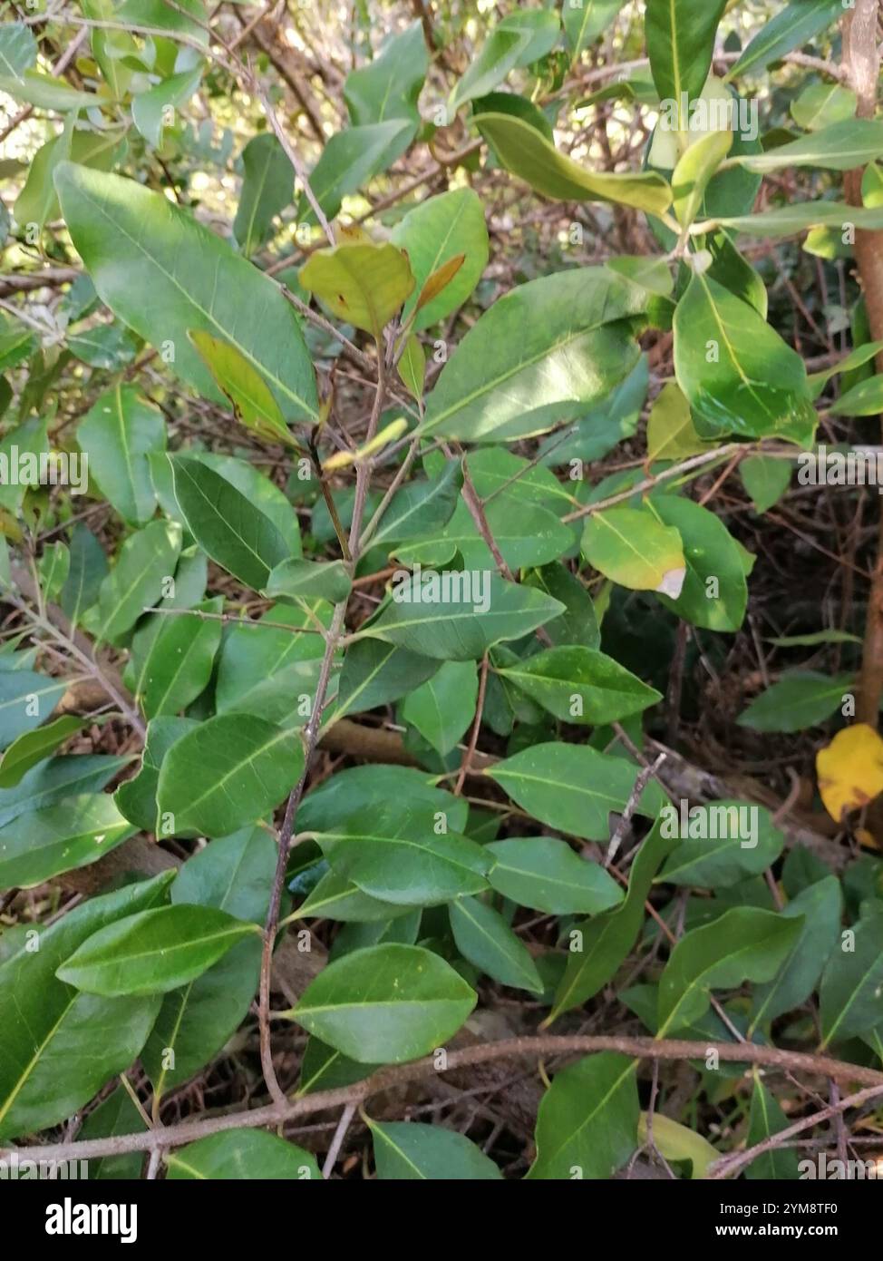 Silkybark (Maytenus acuminata acuminata Stock Photo - Alamy