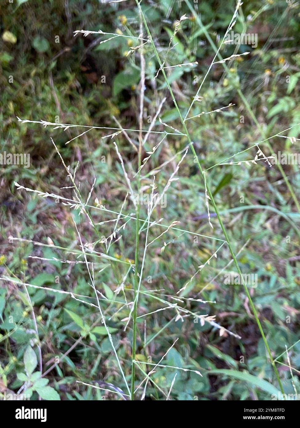 beaked panicum (Coleataenia anceps Stock Photo - Alamy