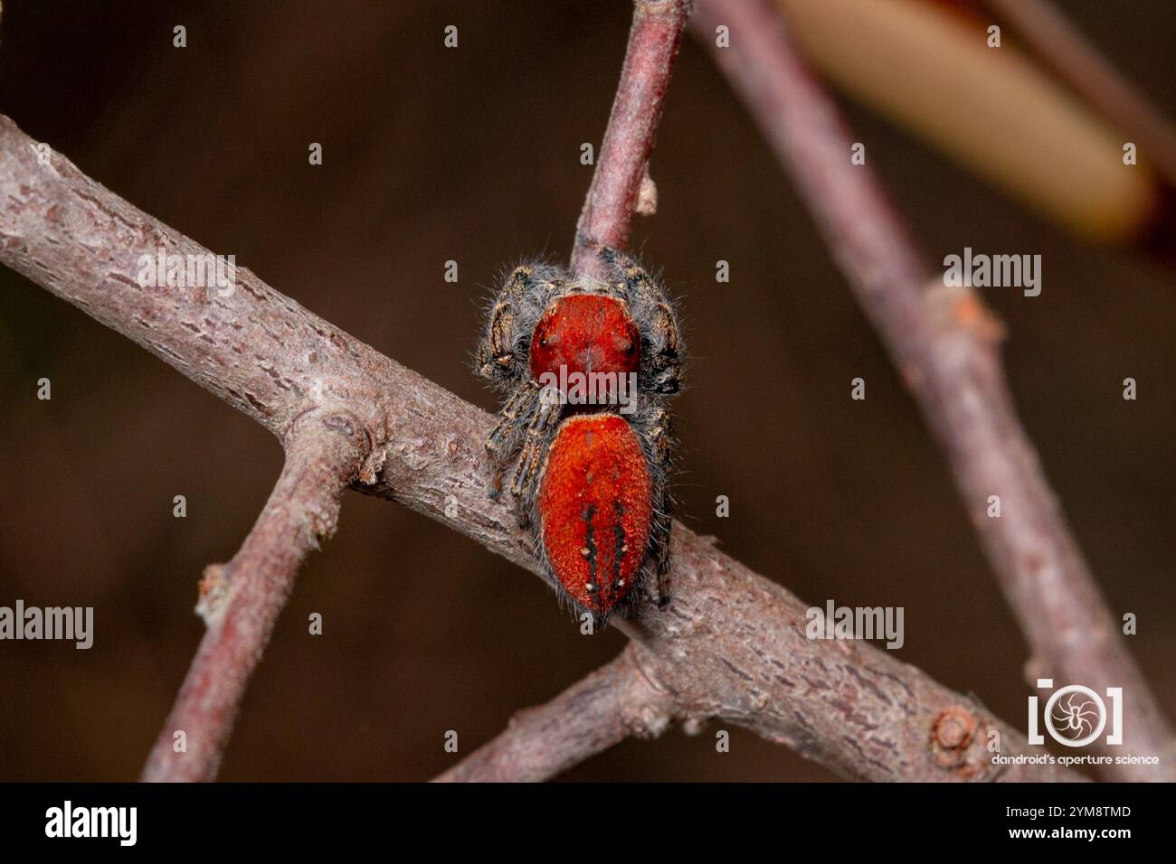 Cardinal Jumping Spider (Phidippus cardinalis Stock Photo - Alamy