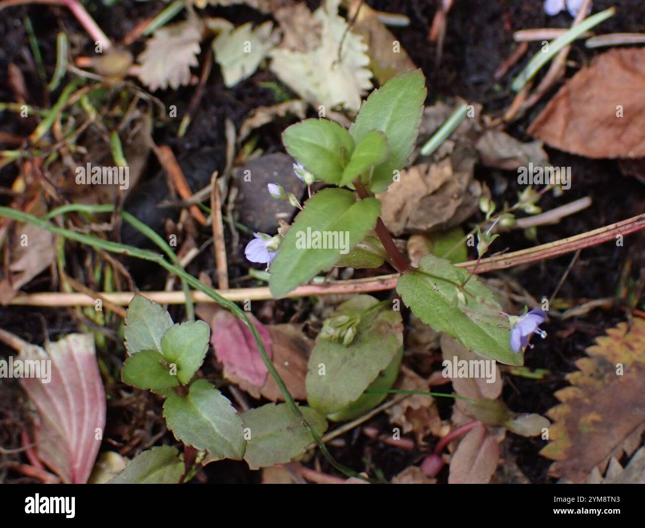 American brooklime hi-res stock photography and images - Alamy