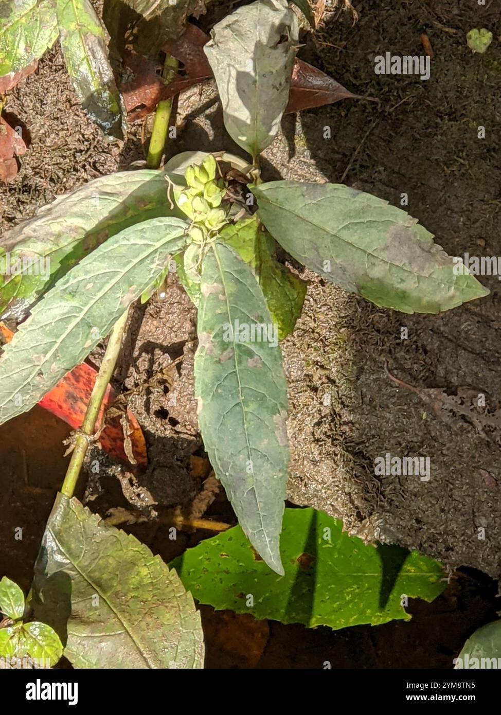 white turtlehead (Chelone glabra Stock Photo - Alamy