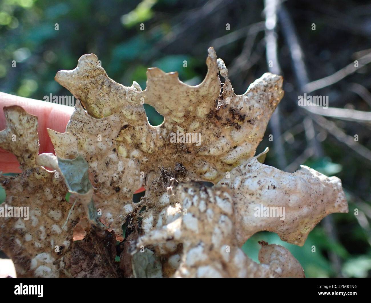 Tree Lungwort (Lobaria pulmonaria Stock Photo - Alamy