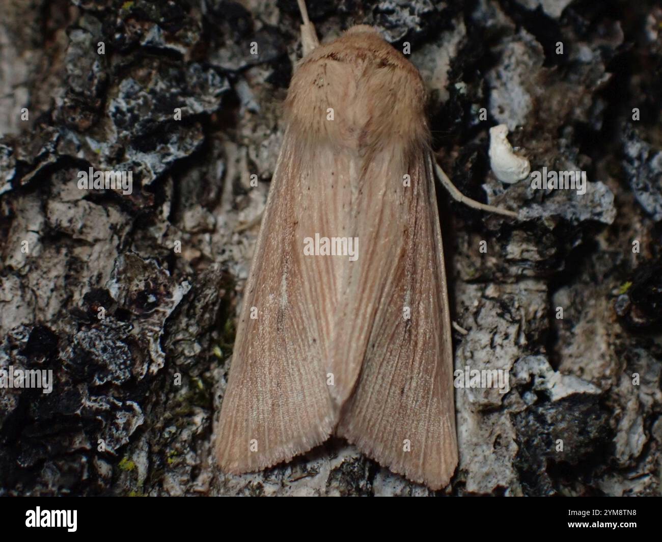Meadow Wainscot Moth (Leucania farcta Stock Photo - Alamy