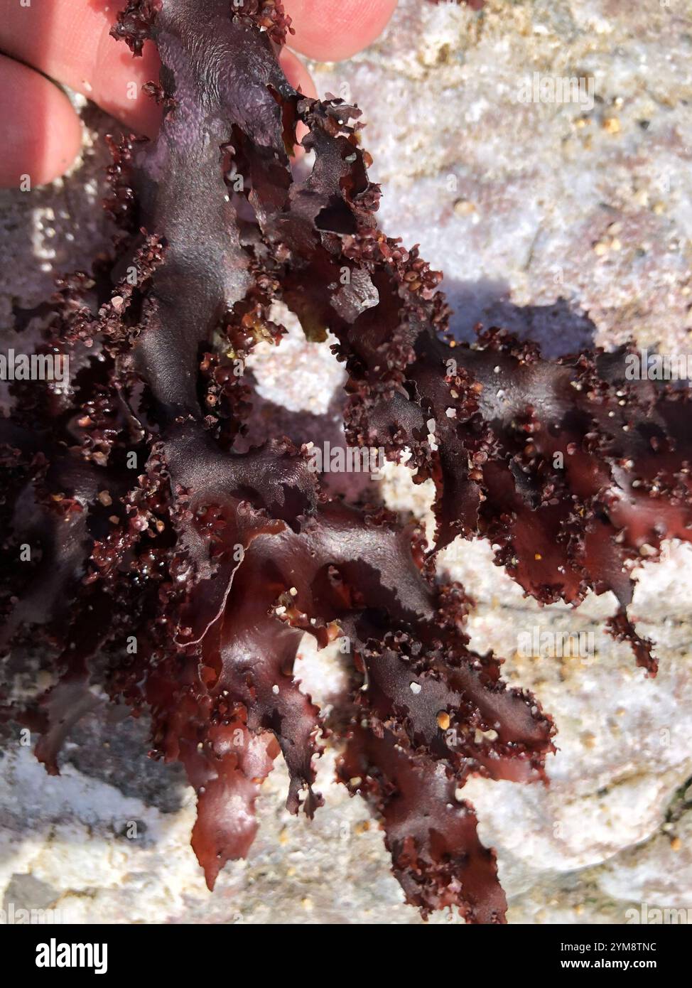 Grape Tongue (Cryptopleura ruprechtiana Stock Photo - Alamy